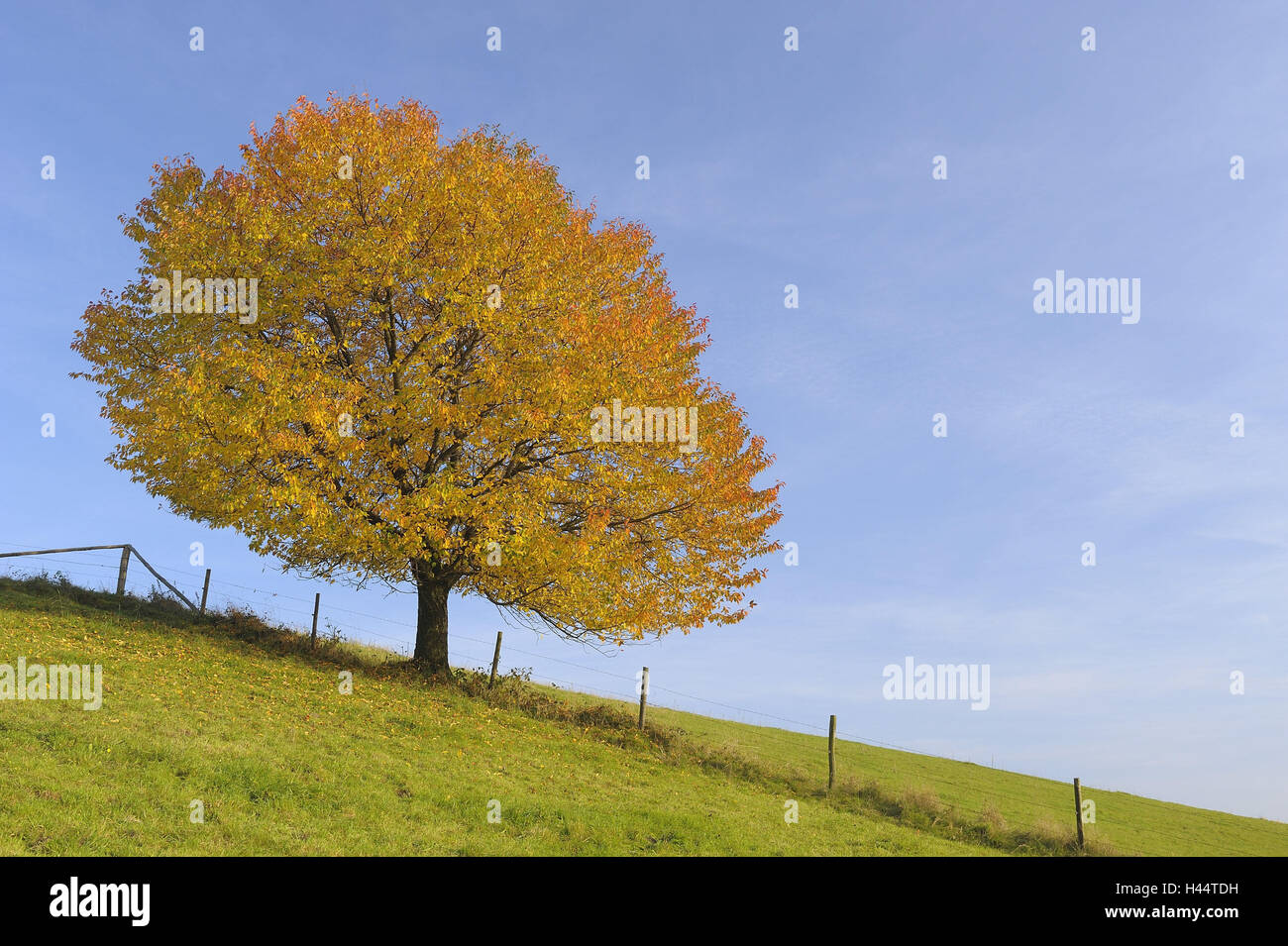 Prunus avium autumn -Fotos und -Bildmaterial in hoher Auflösung – Alamy