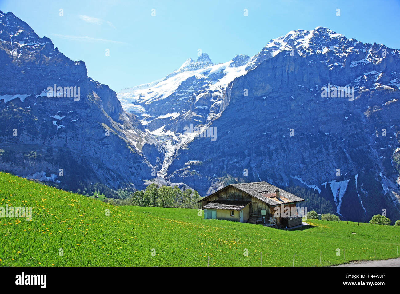 Schweiz, Berner Oberland, Grindelwald, Berglandschaft, Gletscher, Alm ...