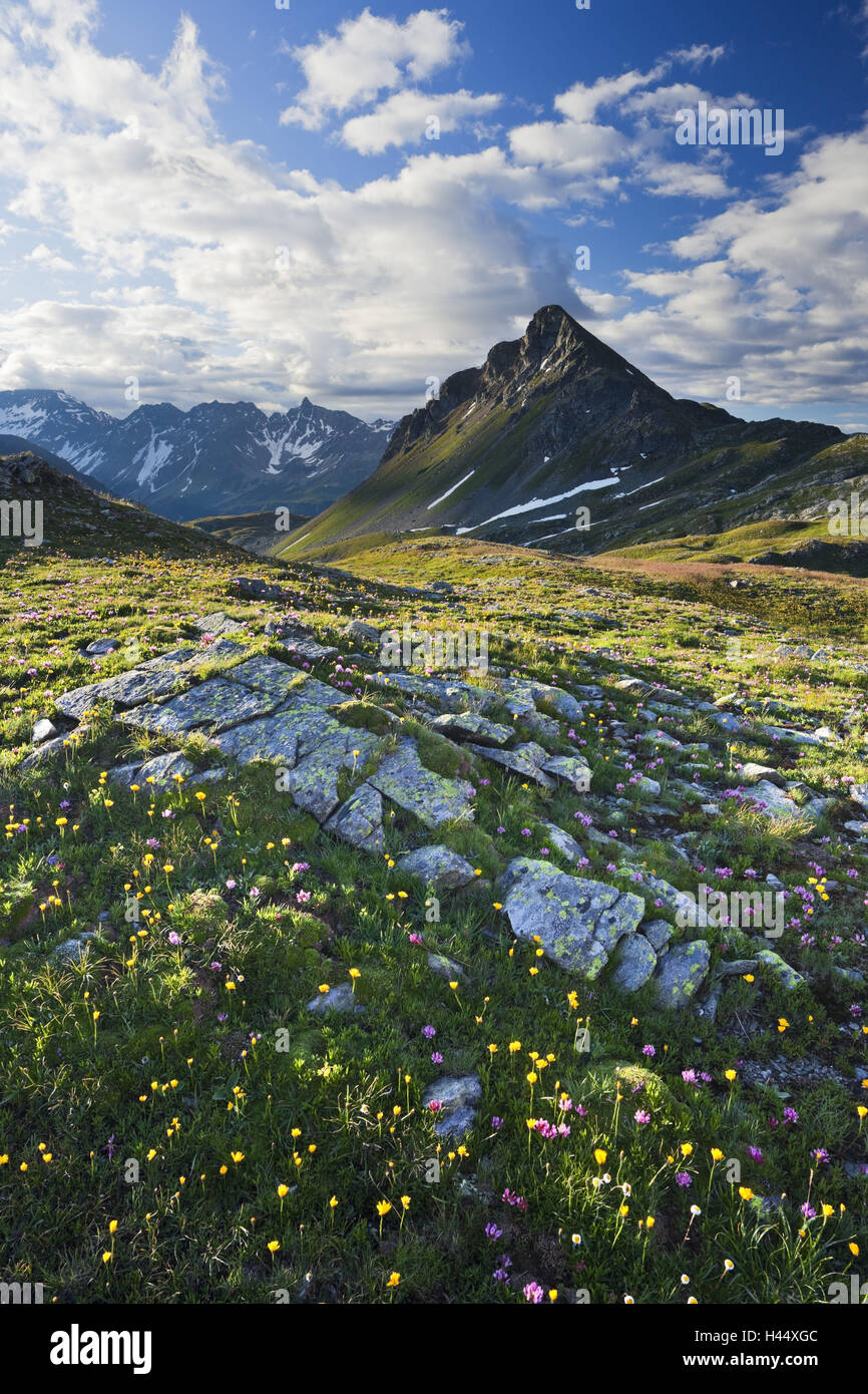Bergblumen engadin -Fotos und -Bildmaterial in hoher Auflösung – Alamy