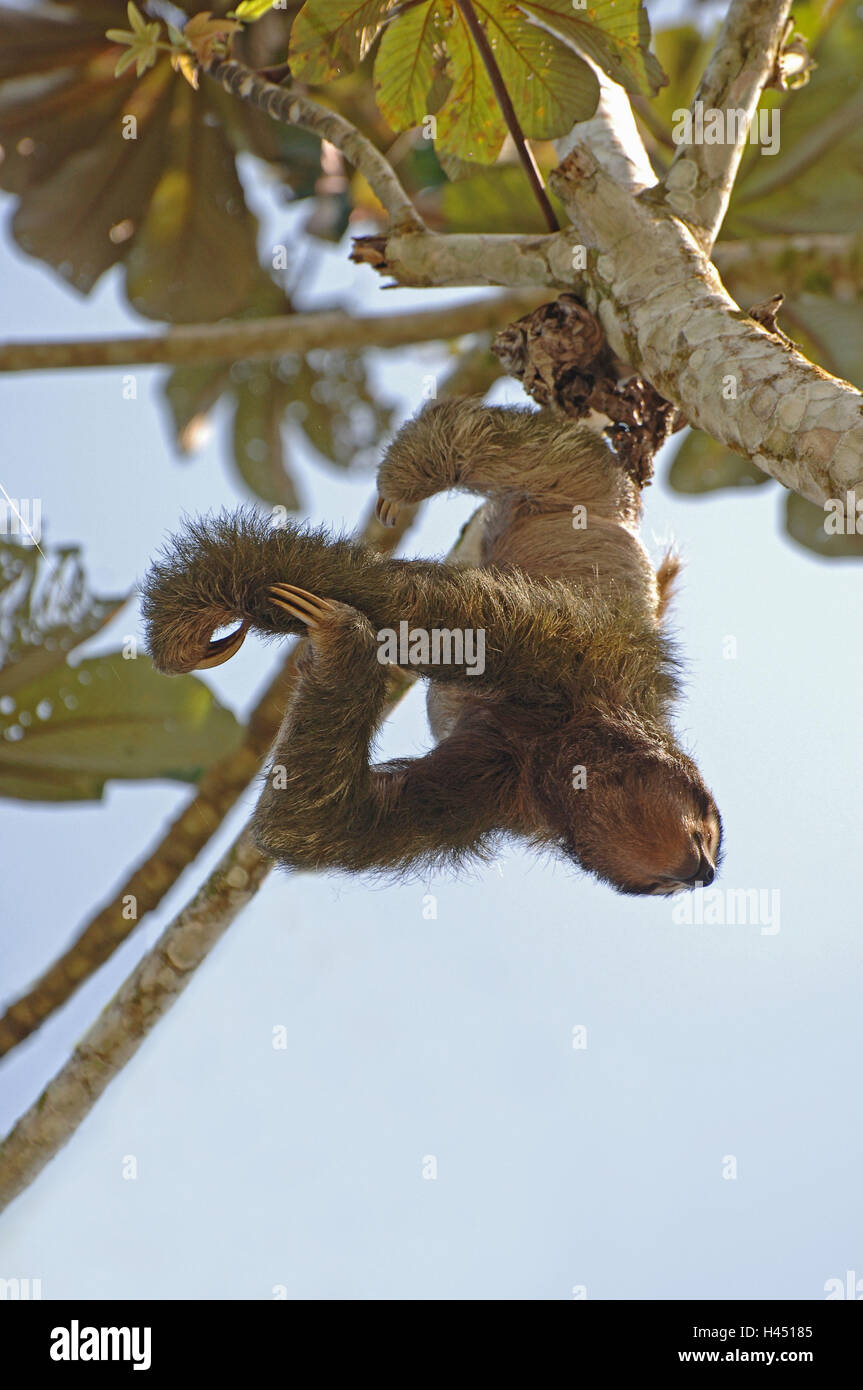 Faultier im baum -Fotos und -Bildmaterial in hoher Auflösung – Alamy