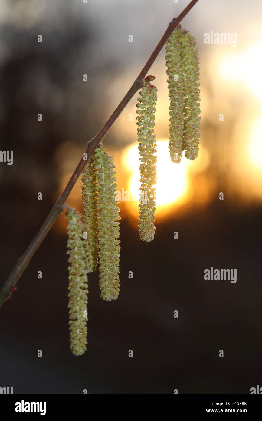 Baum hasel -Fotos und -Bildmaterial in hoher Auflösung – Alamy