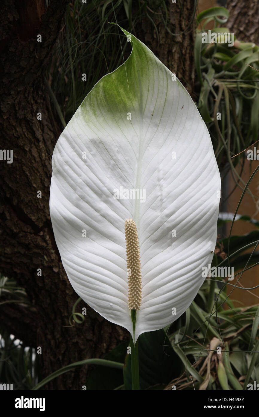 Blatt zu kennzeichnen, Spathiphyllum Floribundum, Blüte, Blume, Arum ...