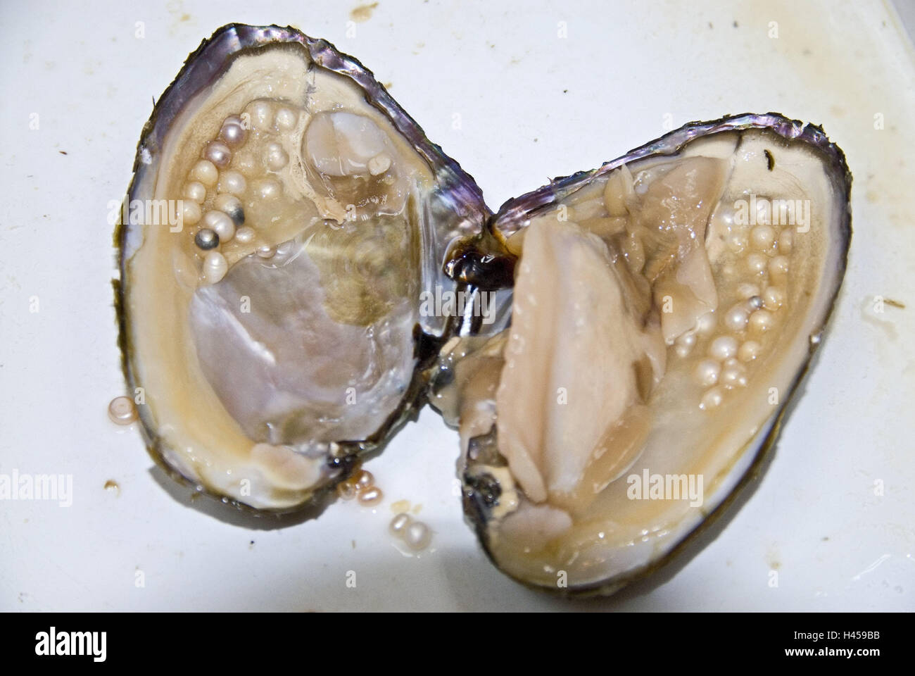 Mussel with pearls -Fotos und -Bildmaterial in hoher Auflösung – Alamy