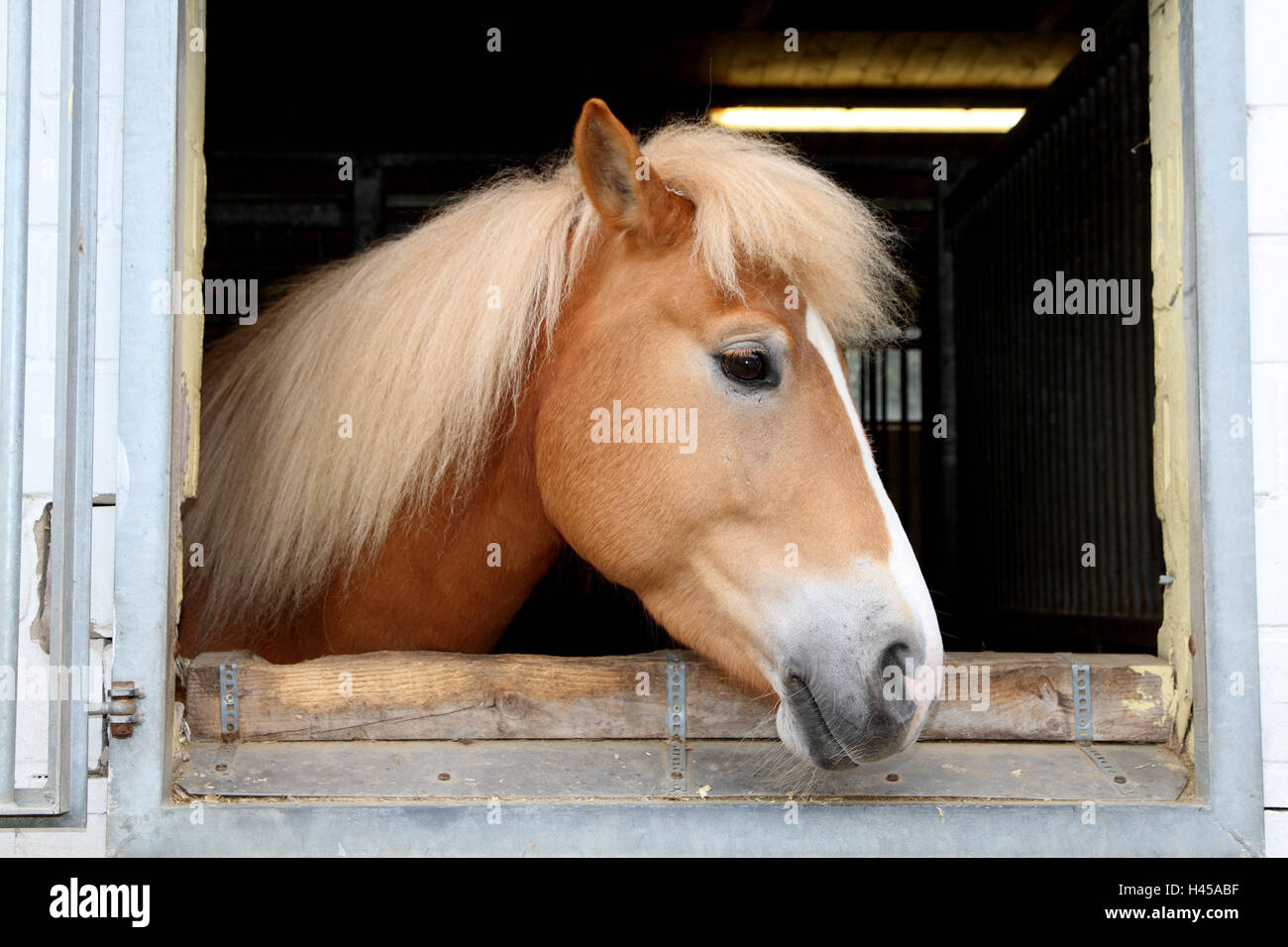 Haflinger klein -Fotos und -Bildmaterial in hoher Auflösung – Alamy