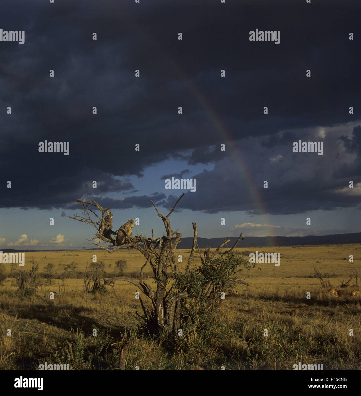 Kenia, Massai Mara Nationalpark, Savanne, Baum, Geier Stockfotografie ...