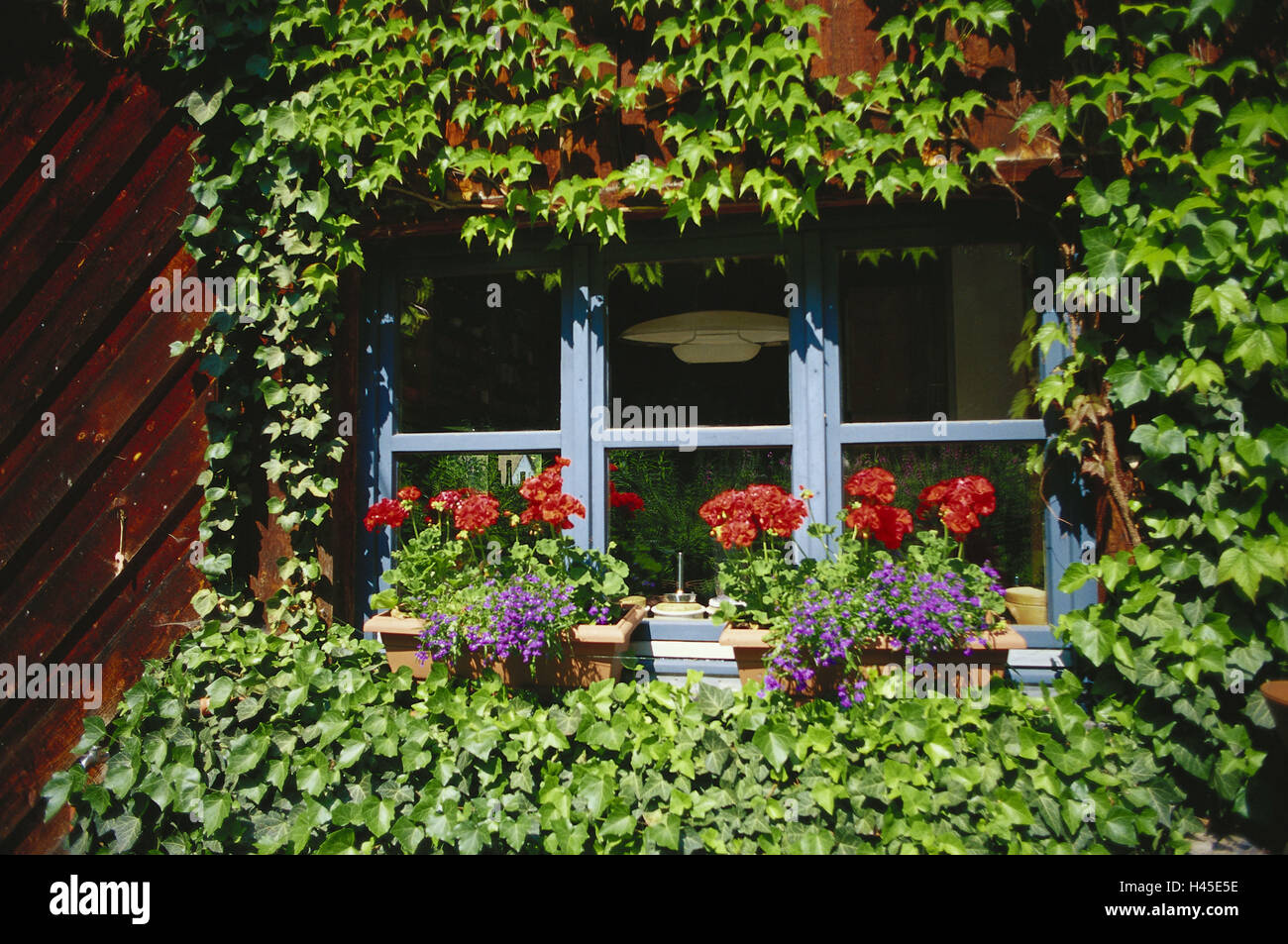 Wohnhaus mit efeu fenster -Fotos und -Bildmaterial in hoher Auflösung ...