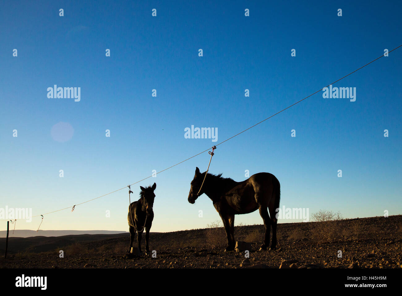 Angebundene maultiere -Fotos und -Bildmaterial in hoher Auflösung – Alamy