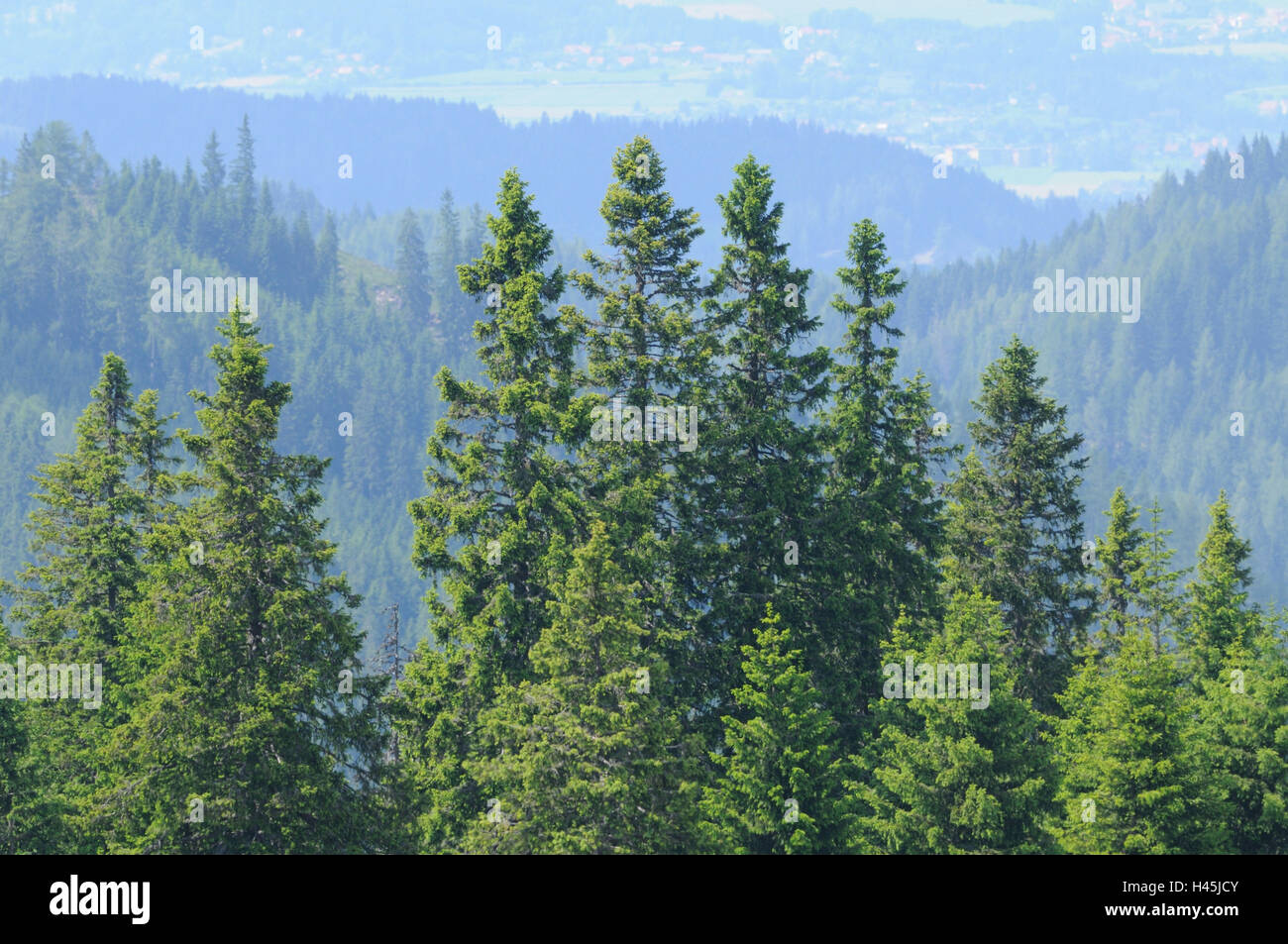 Rote fichten -Fotos und -Bildmaterial in hoher Auflösung – Alamy