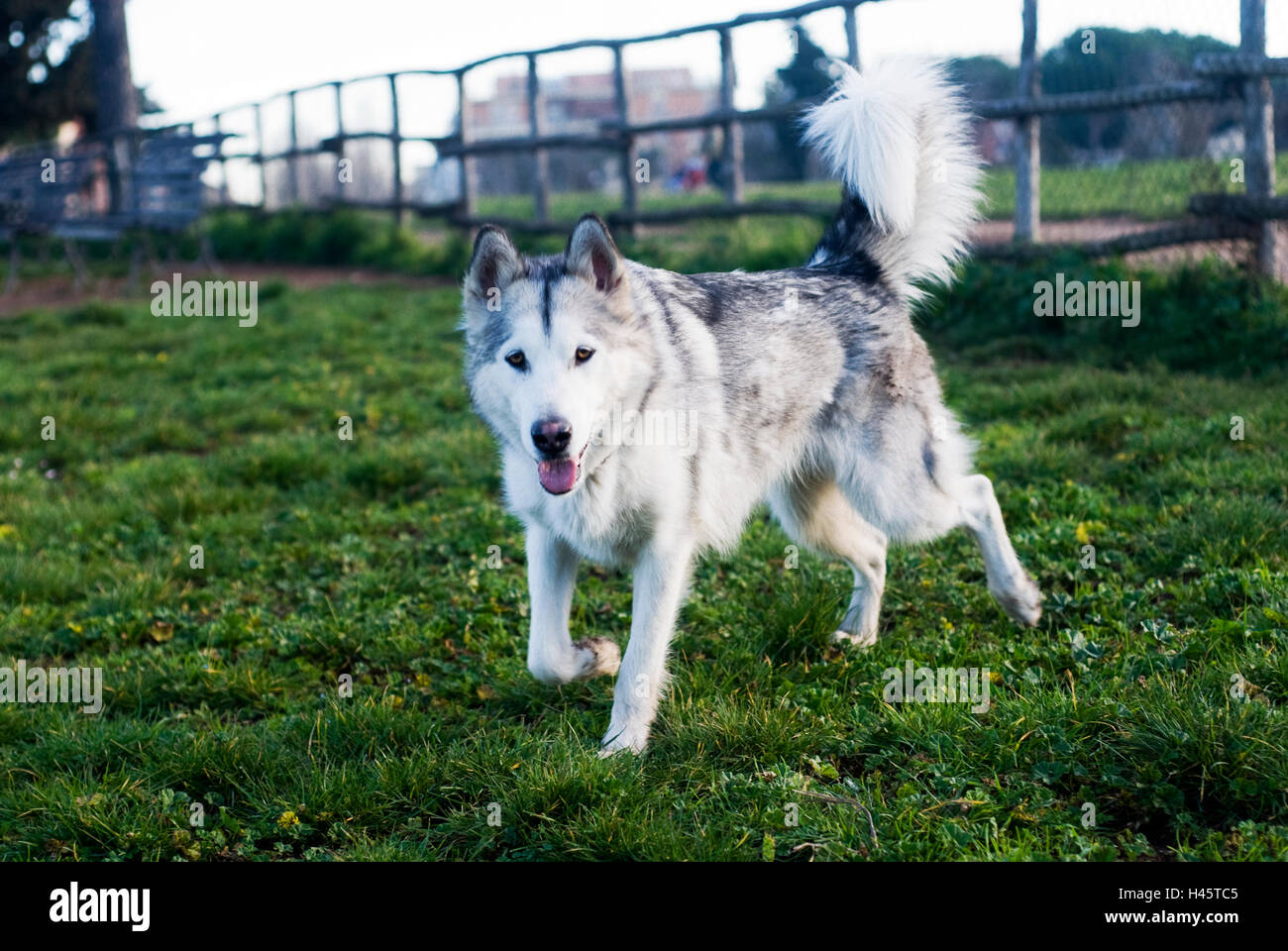 Hunderassen aus alaska -Fotos und -Bildmaterial in hoher Auflösung – Alamy