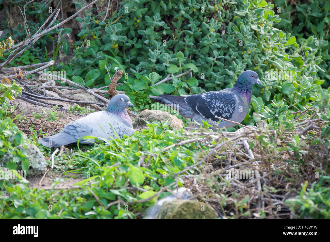 Wilde tauben in der vegetation -Fotos und -Bildmaterial in hoher ...