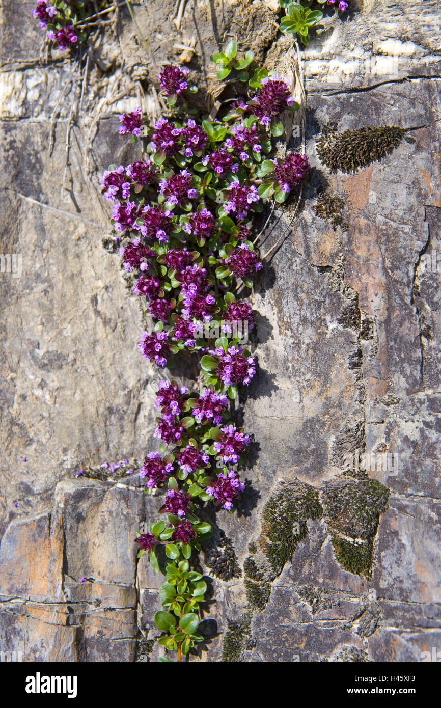 Wild thymian thymus serpyllum -Fotos und -Bildmaterial in hoher ...