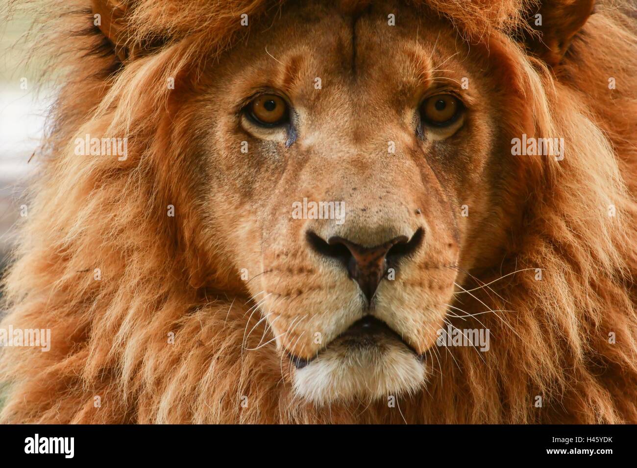 Löwen portrait -Fotos und -Bildmaterial in hoher Auflösung – Alamy