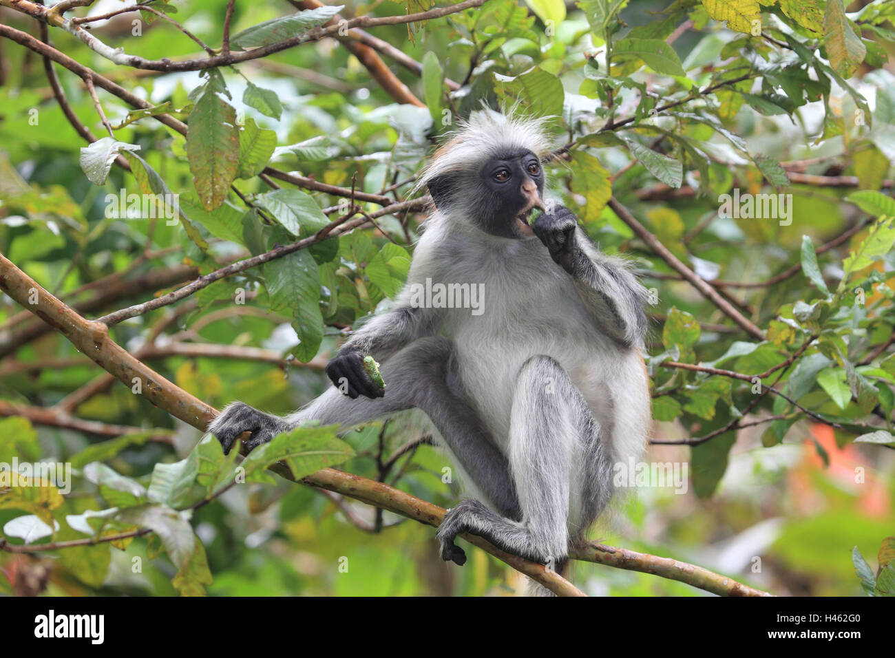 Zanzibar tree -Fotos und -Bildmaterial in hoher Auflösung – Alamy