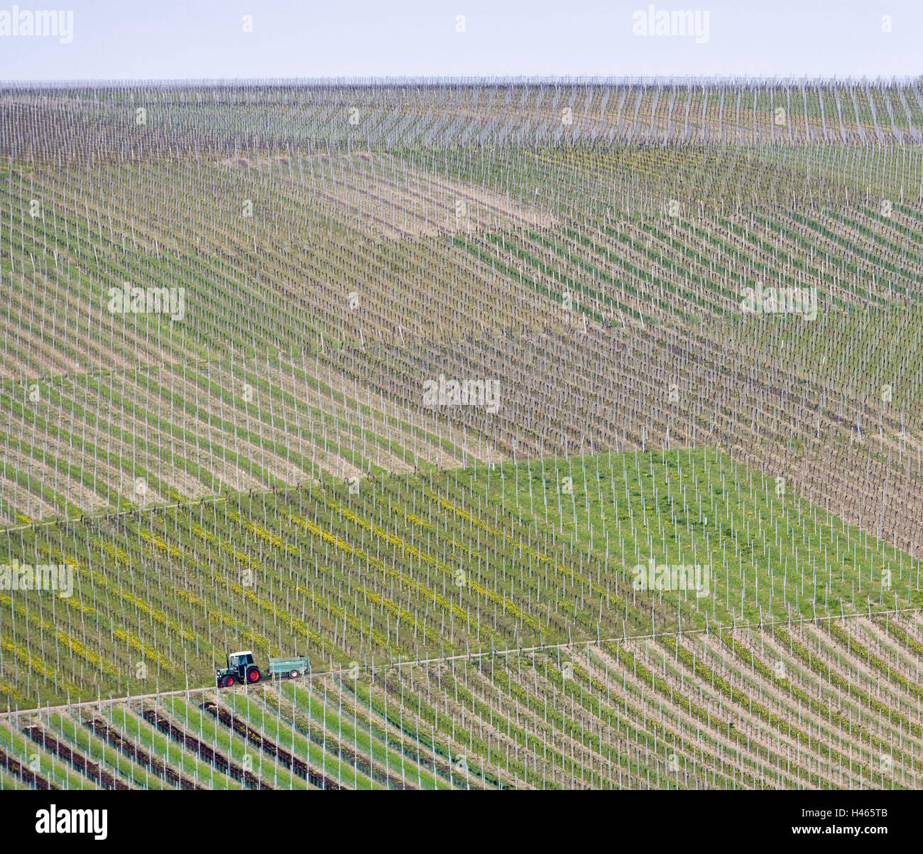 Main reben deutschland -Fotos und -Bildmaterial in hoher Auflösung – Alamy