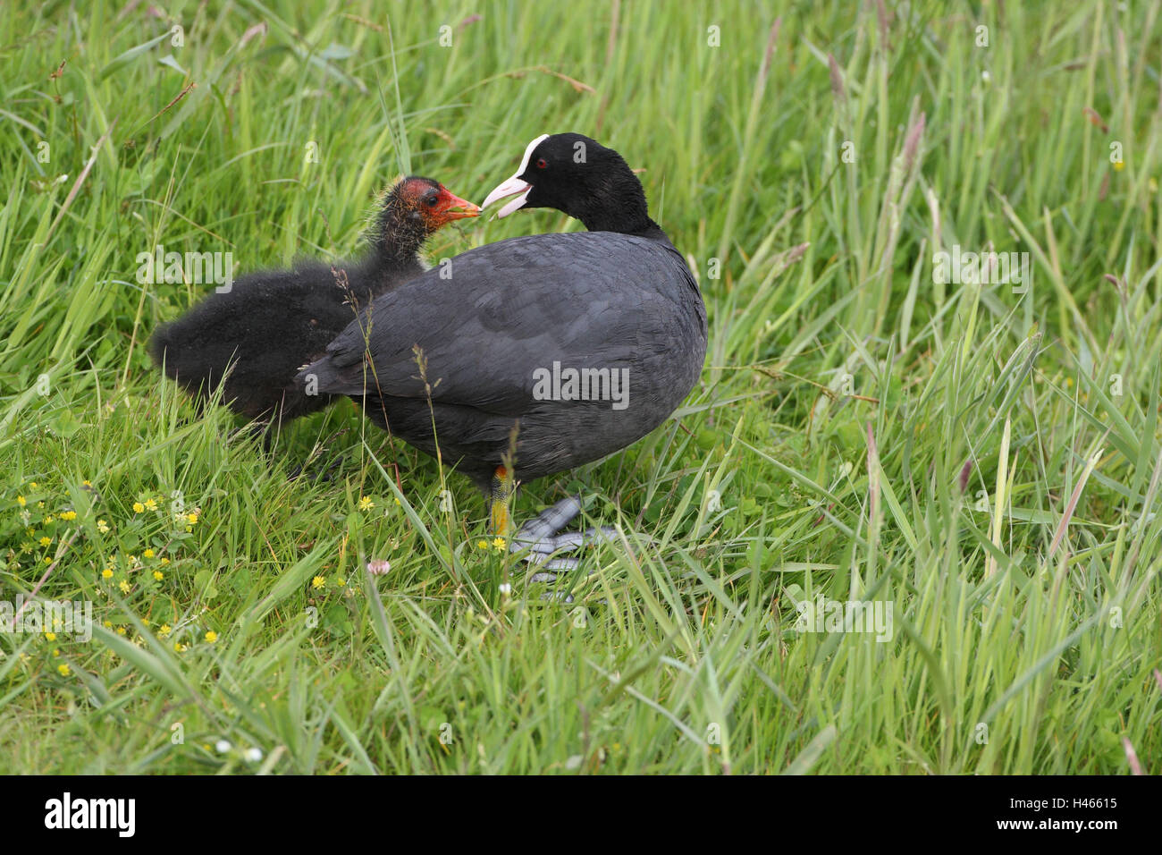 Animal feed -Fotos und -Bildmaterial in hoher Auflösung – Alamy