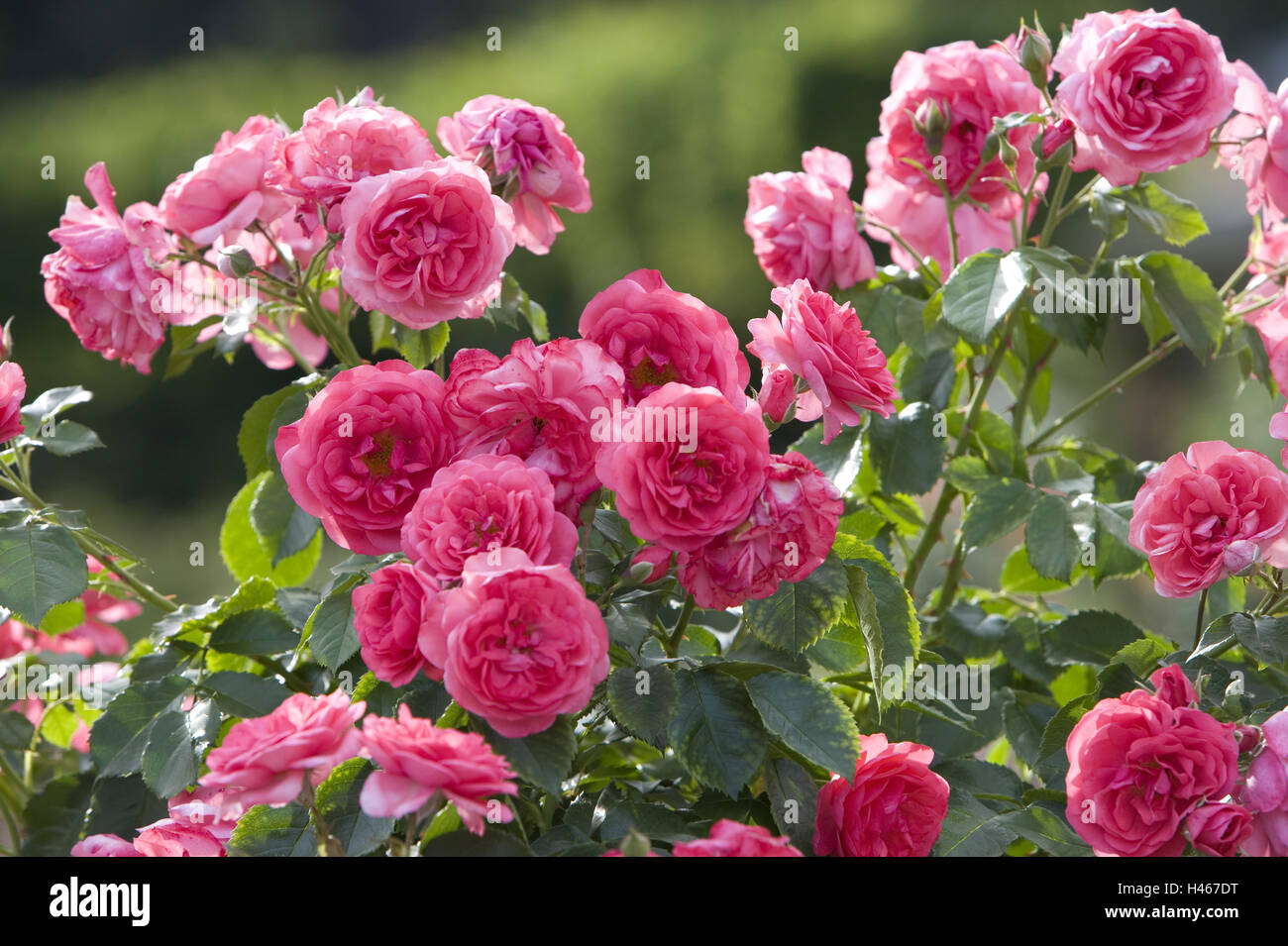 Deutschland, Baden-Würtemberg, Bodensee, Konstanz, Insel Mainau, die ...