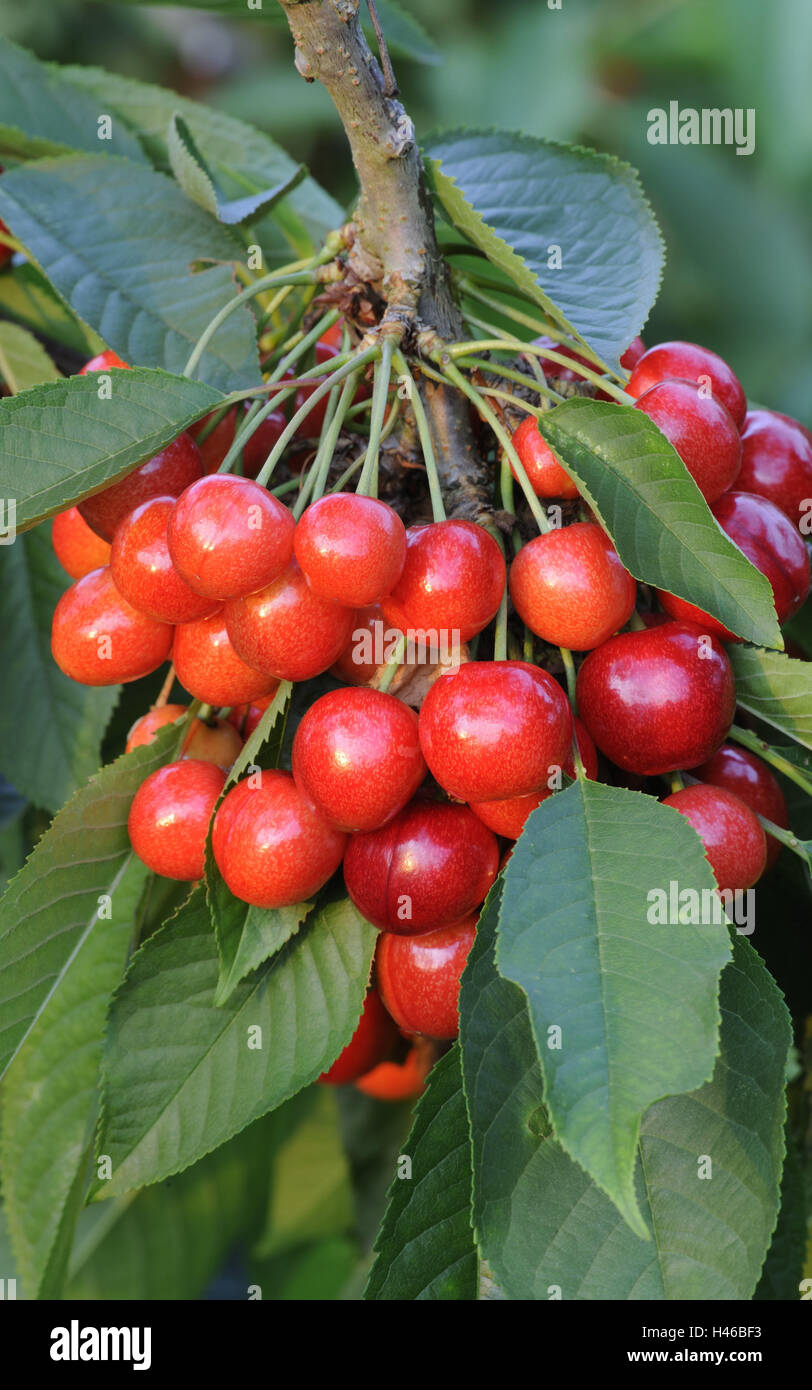 Kirschen, Reifen, mittlere Nahaufnahme, Frucht, Steinobst, Früchte ...