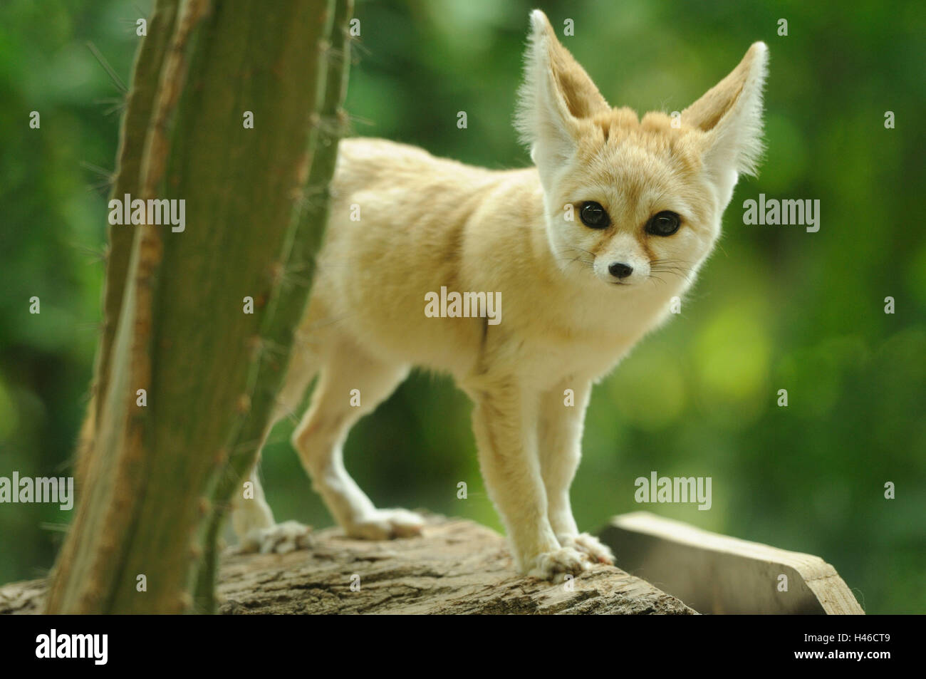 Fennec Fuchs Vulpes Zerda, Seitenansicht, stehend, Kaktus ...