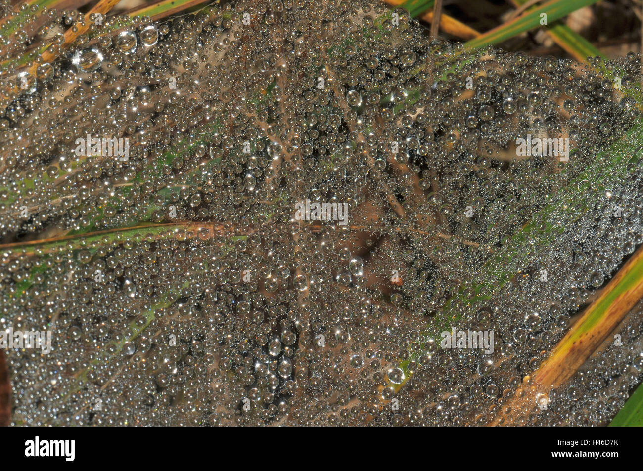 Baldachin pin -Fotos und -Bildmaterial in hoher Auflösung – Alamy Baldachin pin -Fotos und -Bildmaterial in hoher Auflösung – Alamy