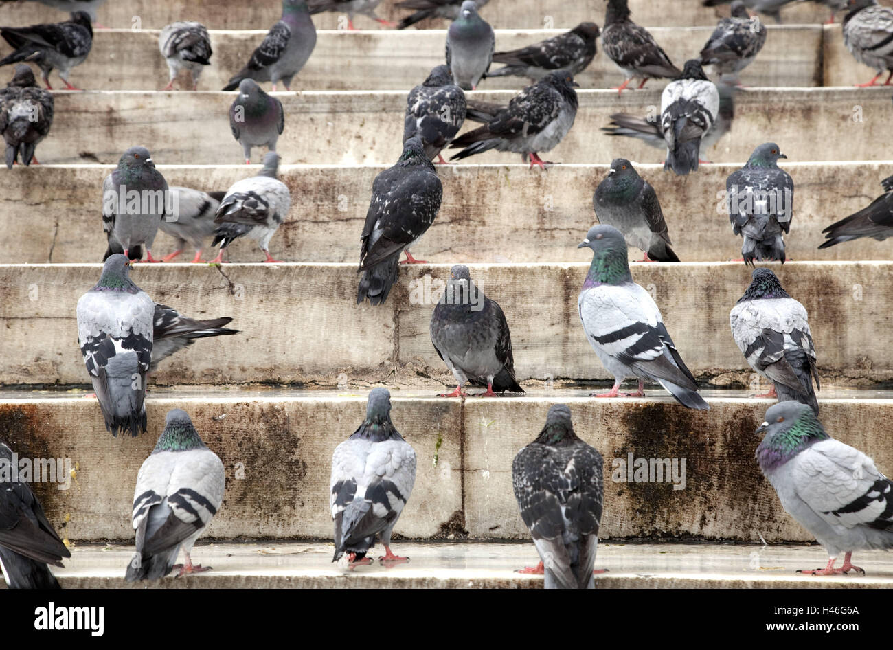 Modell tauben -Fotos und -Bildmaterial in hoher Auflösung – Alamy