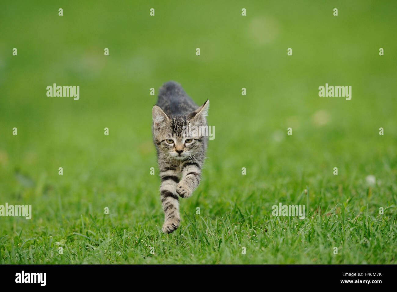 Katze springen -Fotos und -Bildmaterial in hoher Auflösung – Alamy