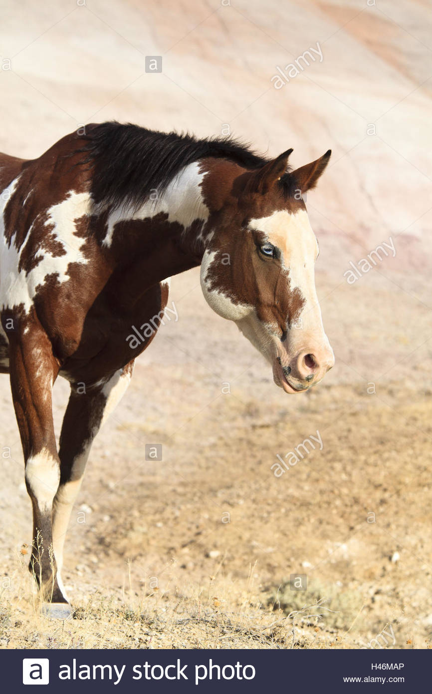 Pinto Pferd Stockfotos & Pinto Pferd Bilder - Alamy