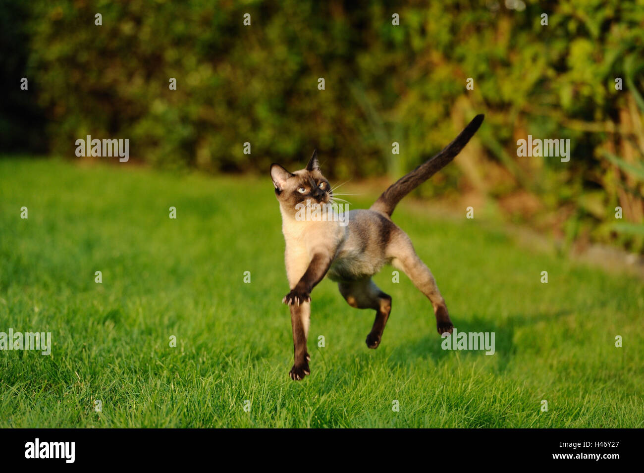 Katze sprung Stockfotos und -bilder Kaufen - Alamy