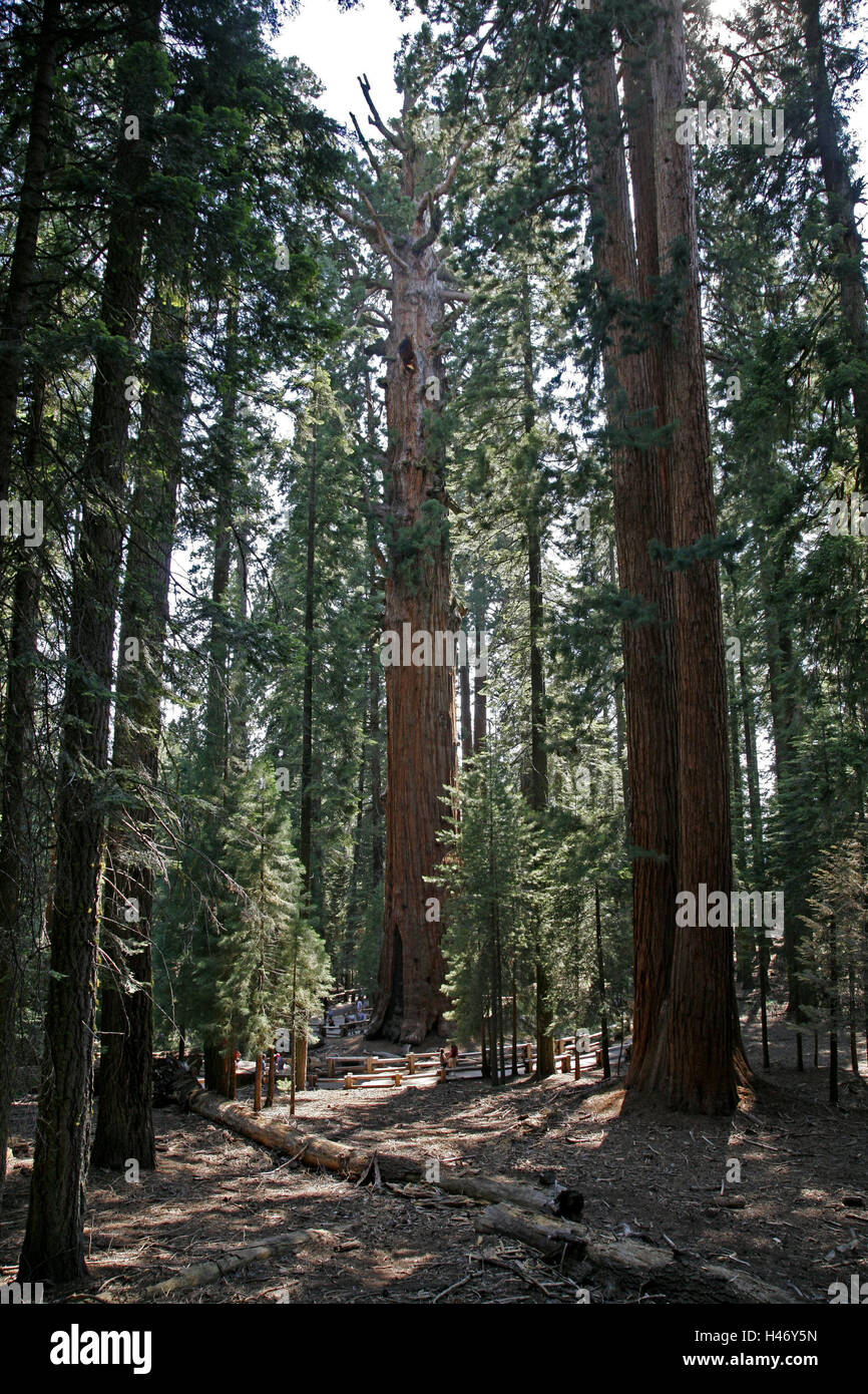 USA, California, Sierra Nevada, Sequoia National Park, Rundgang, Baum ...