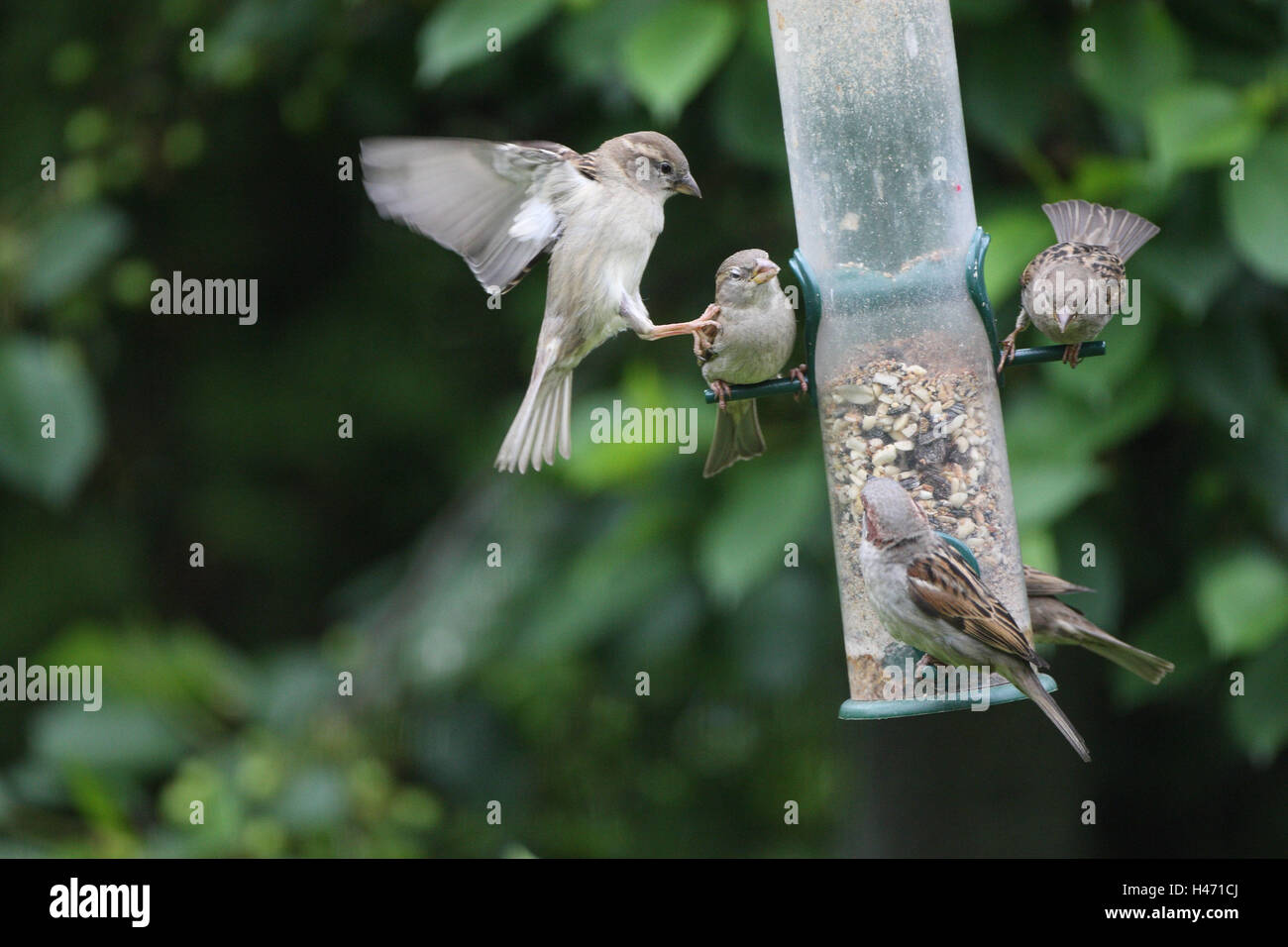 Wilde spatzen -Fotos und -Bildmaterial in hoher Auflösung – Alamy
