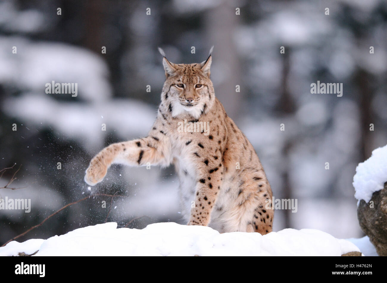 Hebe die pfote an -Fotos und -Bildmaterial in hoher Auflösung – Alamy