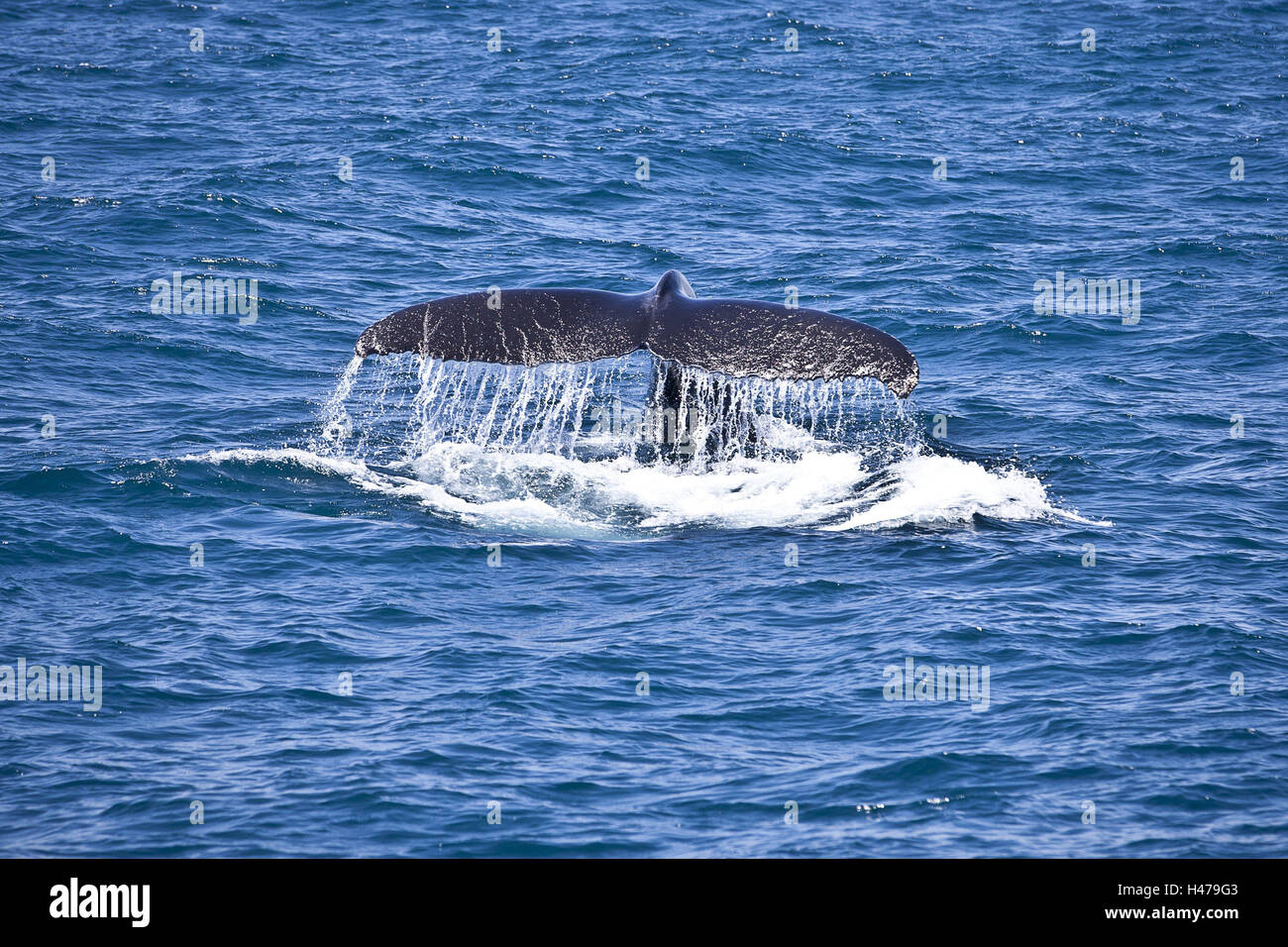 Buckelwal australien -Fotos und -Bildmaterial in hoher Auflösung – Alamy