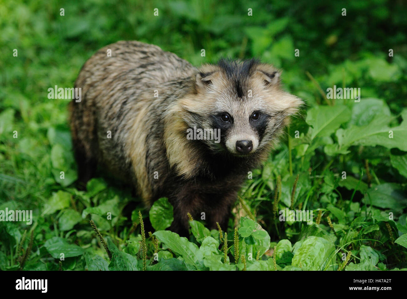 Marderhund enok animal -Fotos und -Bildmaterial in hoher Auflösung – Alamy