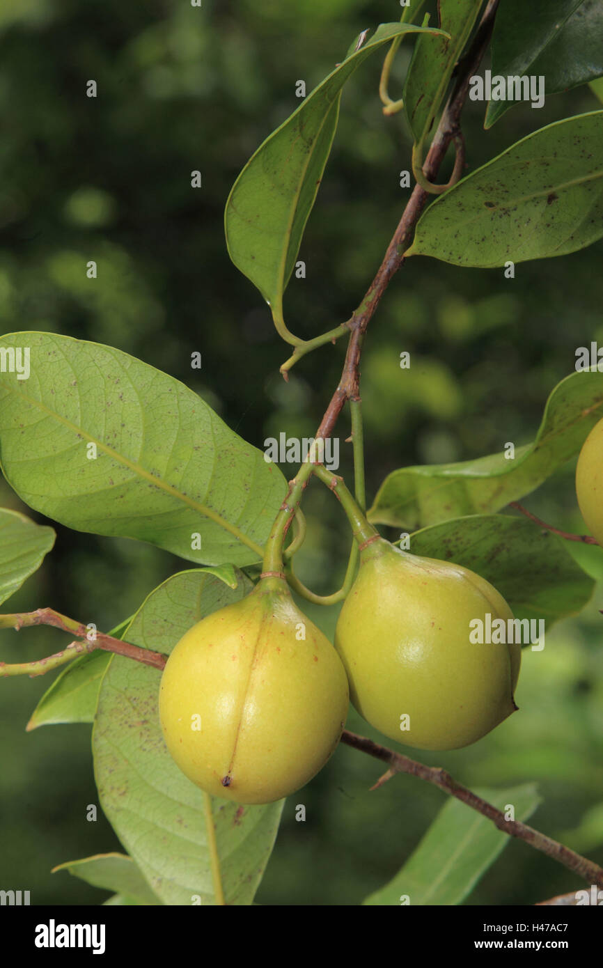 Nutmeg tree -Fotos und -Bildmaterial in hoher Auflösung – Alamy
