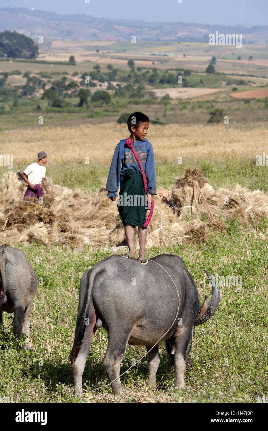 Ochse auf dem wasser -Fotos und -Bildmaterial in hoher Auflösung – Alamy