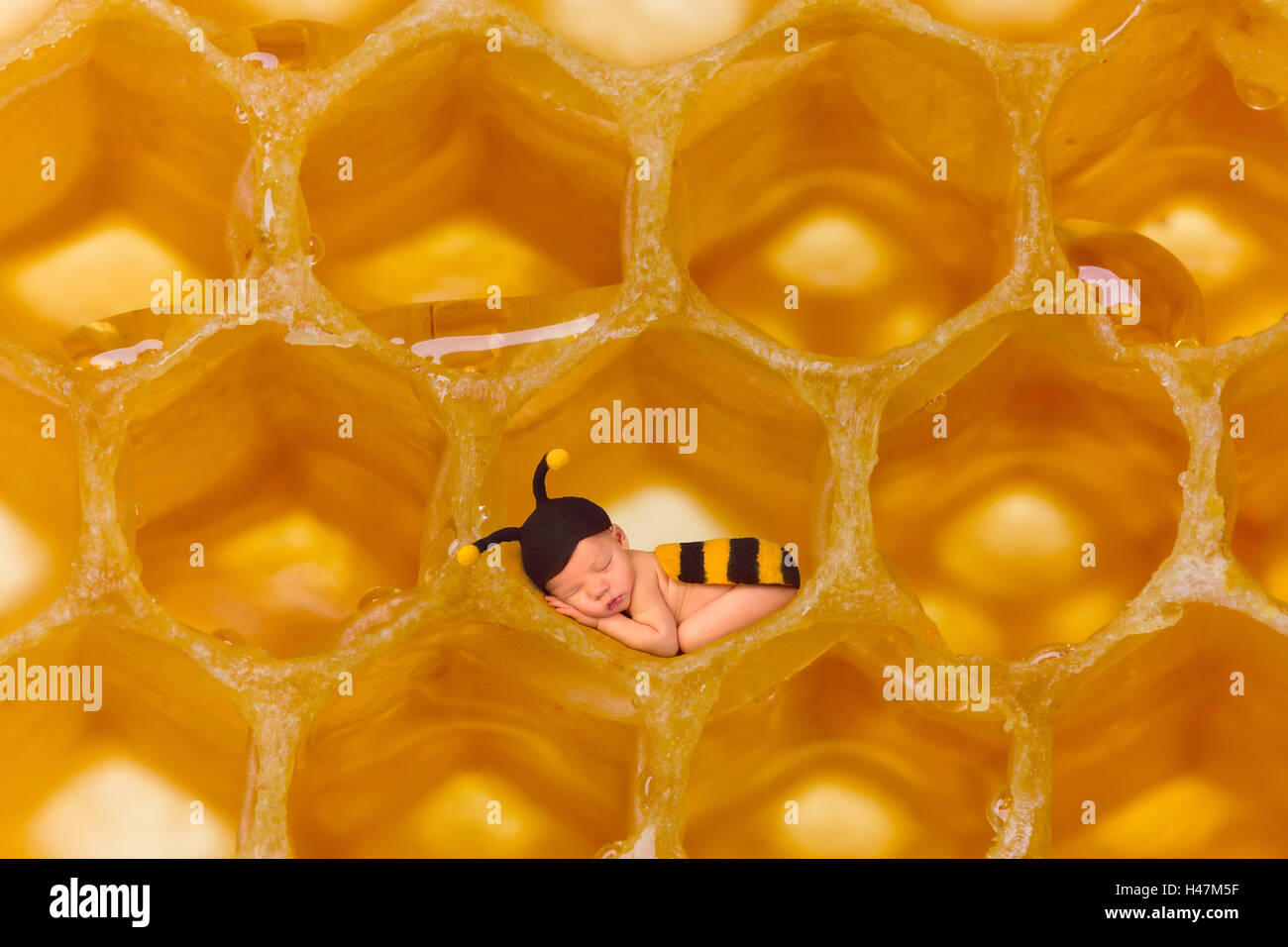 Kleine wabe -Fotos und -Bildmaterial in hoher Auflösung – Alamy