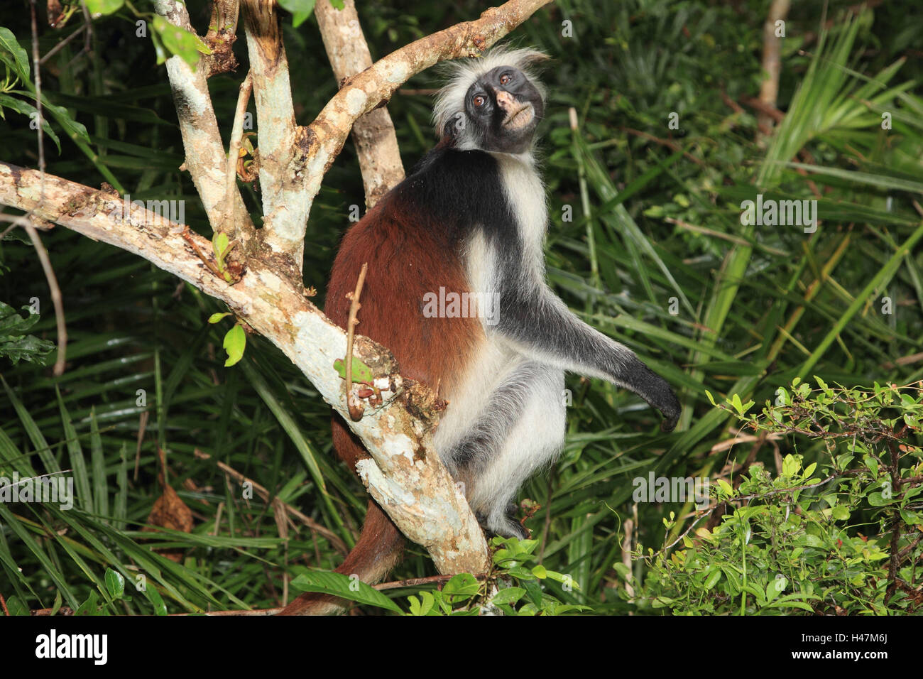 Zanzibar tree -Fotos und -Bildmaterial in hoher Auflösung – Alamy