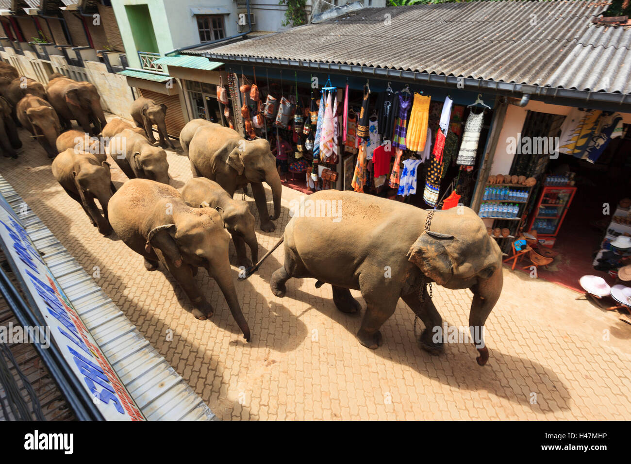 Elefant in der straße -Fotos und -Bildmaterial in hoher Auflösung ...