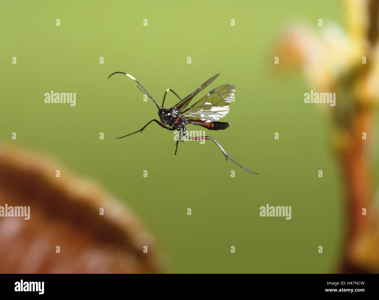 Netelia testacea -Fotos und -Bildmaterial in hoher Auflösung – Alamy