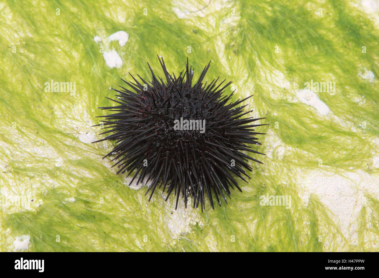 Unguja iceland -Fotos und -Bildmaterial in hoher Auflösung – Alamy