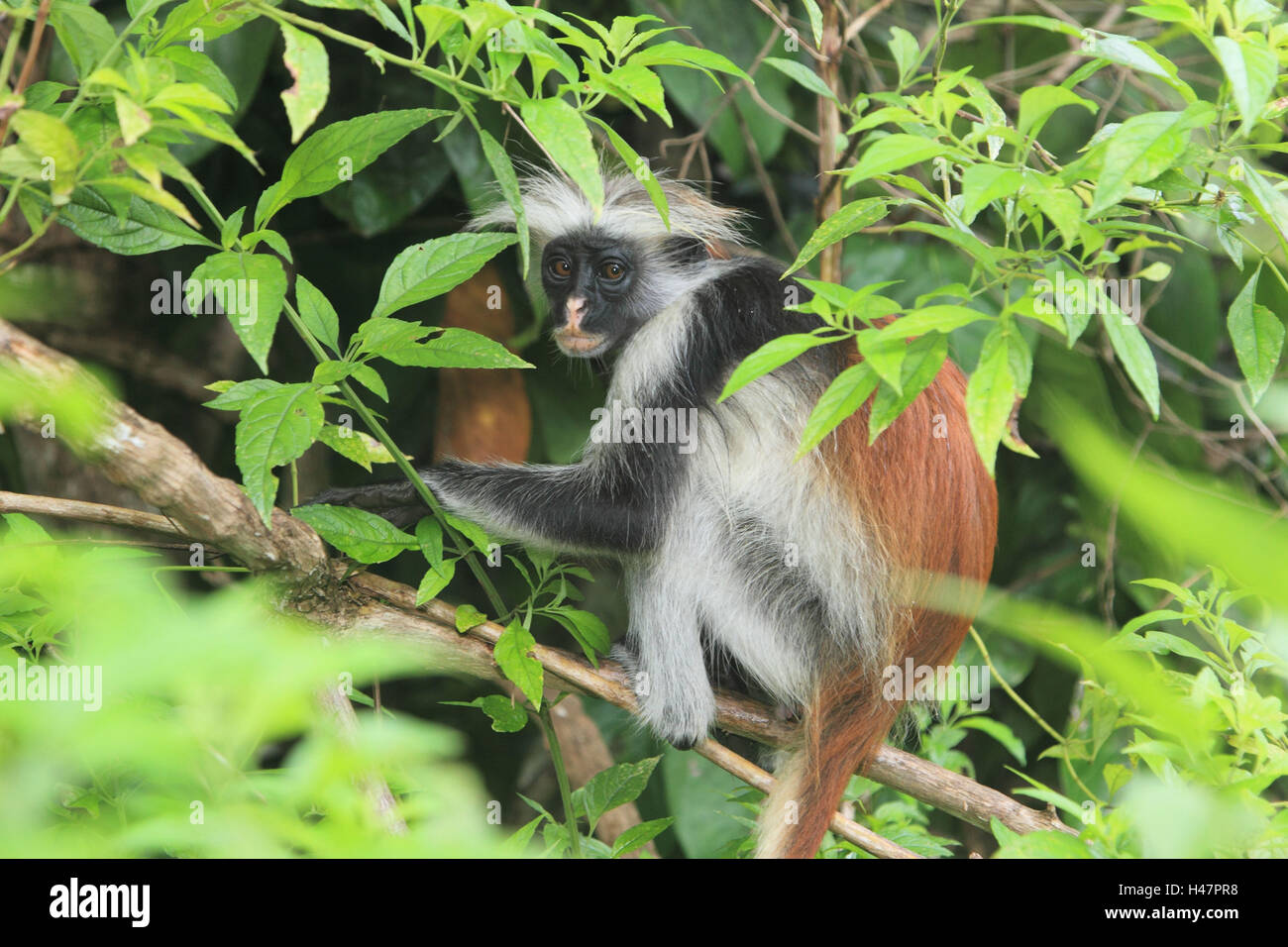 Zanzibar tree -Fotos und -Bildmaterial in hoher Auflösung – Alamy