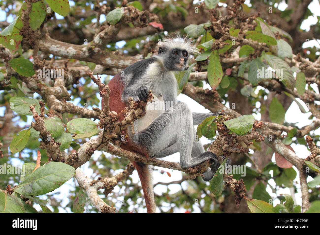 Zanzibar-stumpf Affe am Baum Stockfotografie - Alamy