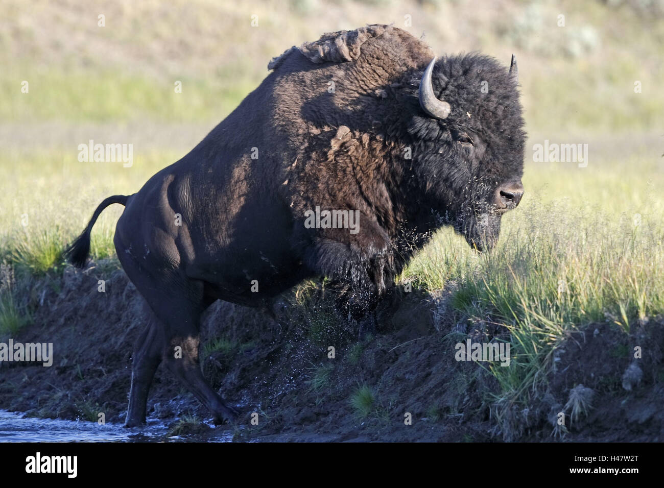 Bison herden -Fotos und -Bildmaterial in hoher Auflösung – Alamy