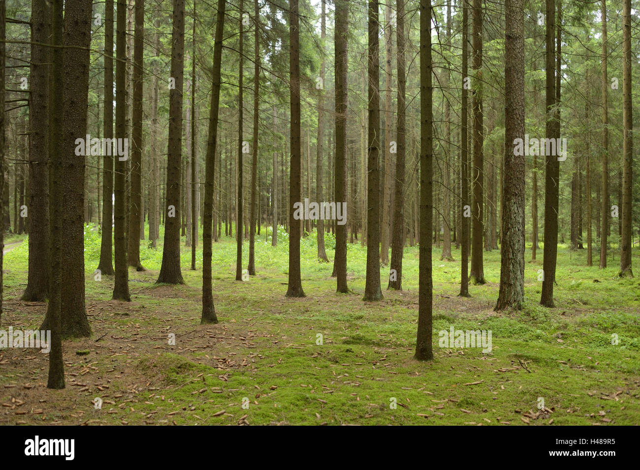 Spruce forest monoculture bavaria -Fotos und -Bildmaterial in hoher ...