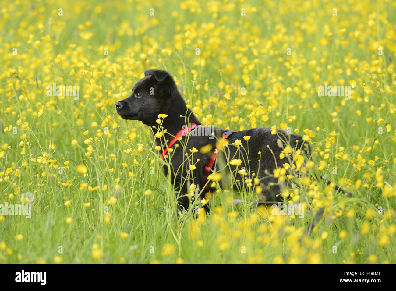 Hybrid-Hund, Welpe, Blumenwiese, auf der Seite stehen Stockfotografie ...