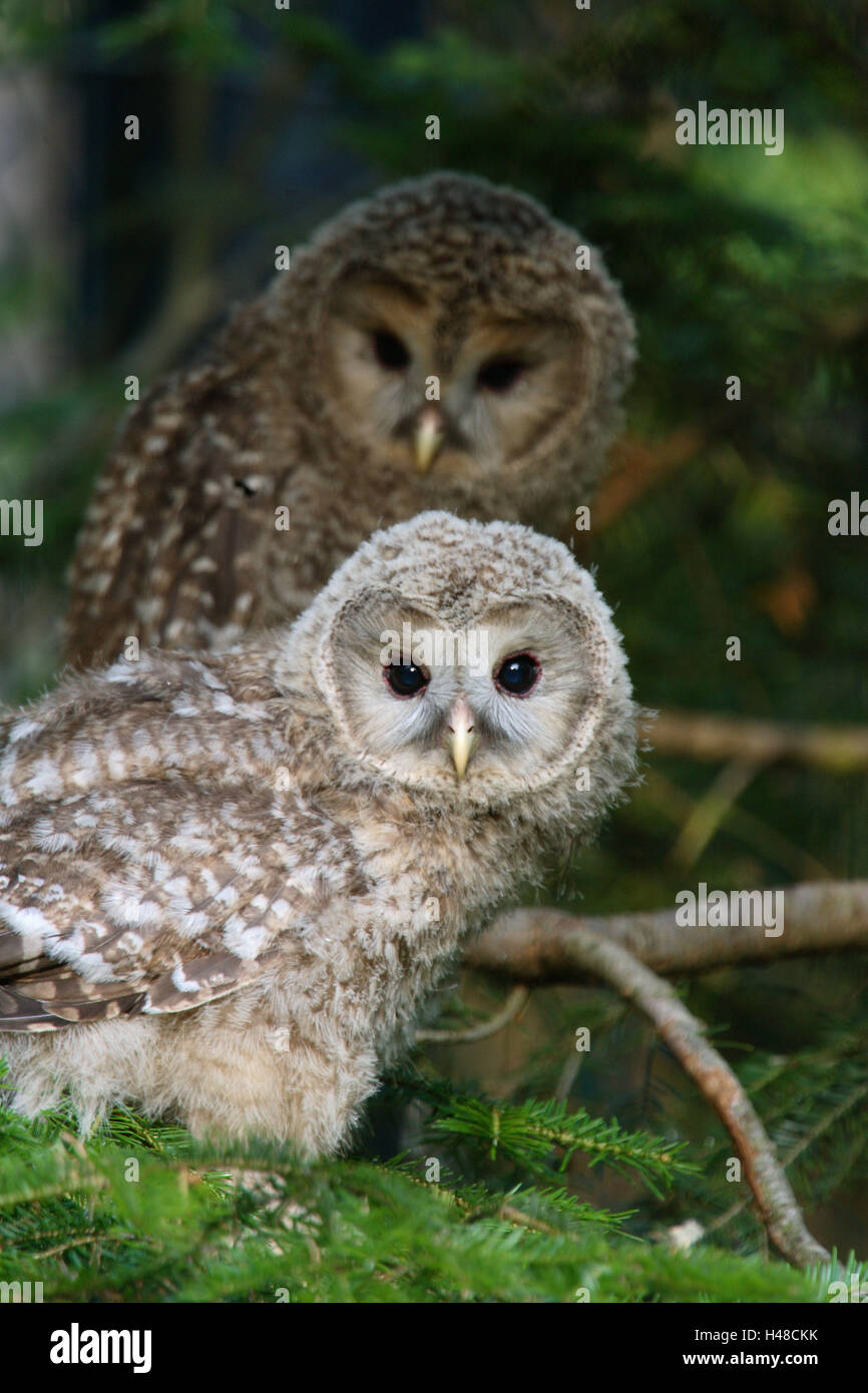 Baum mit eulen -Fotos und -Bildmaterial in hoher Auflösung – Alamy