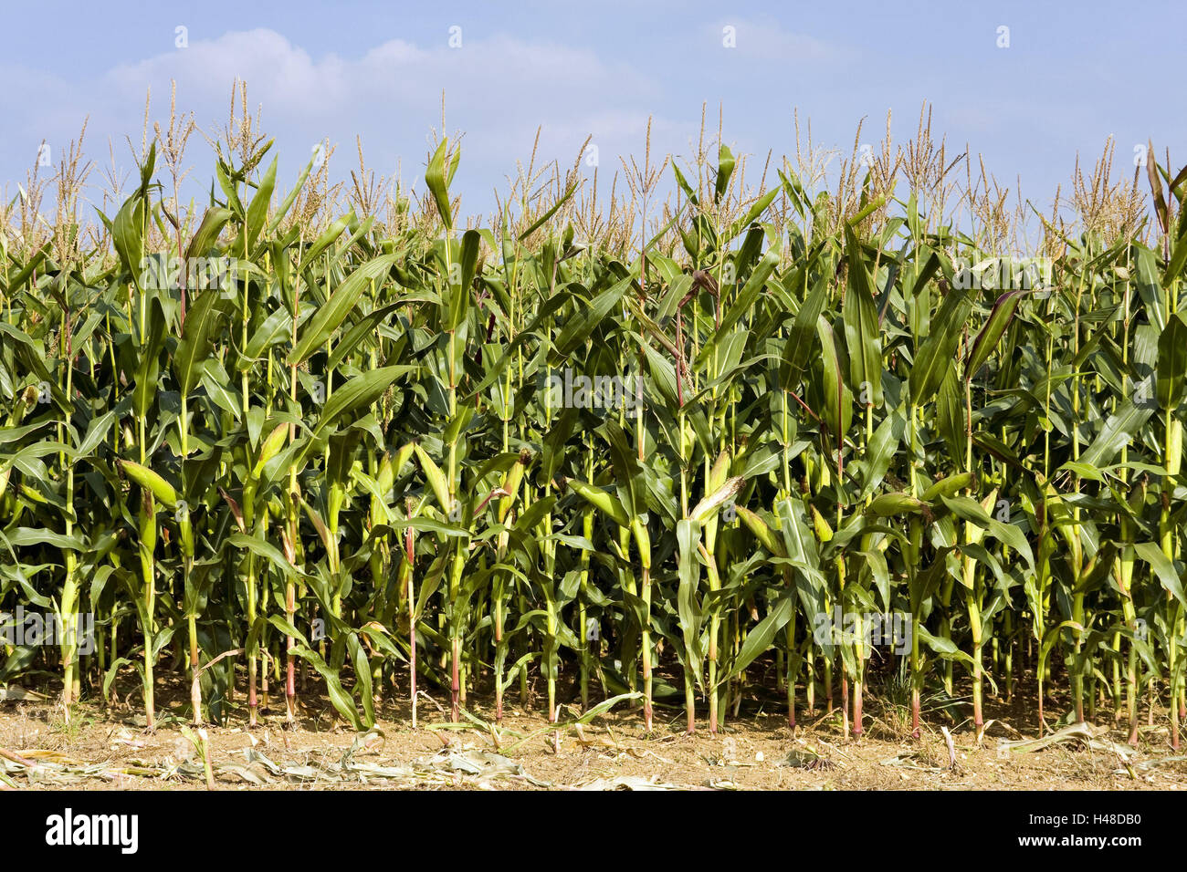 Mais feld -Fotos und -Bildmaterial in hoher Auflösung – Alamy