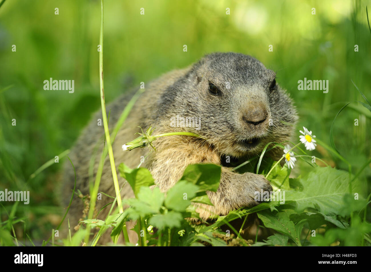 Murmeltier und blumen -Fotos und -Bildmaterial in hoher Auflösung - Seite 2 - Alamy