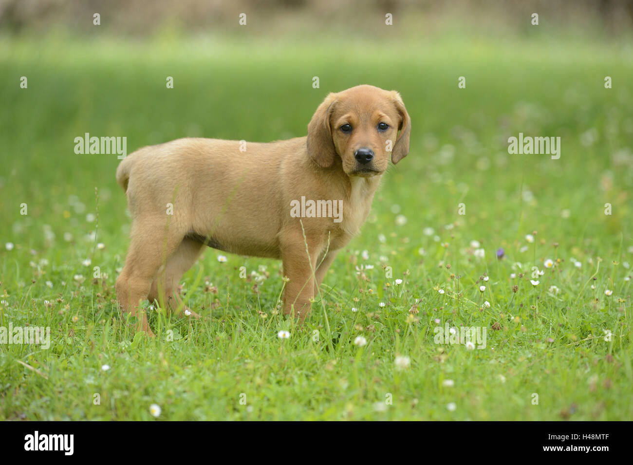 Hund, Welpe, Hybrid-Hund, Wiese, Stand an der Seite, Rückfahrkamera ...