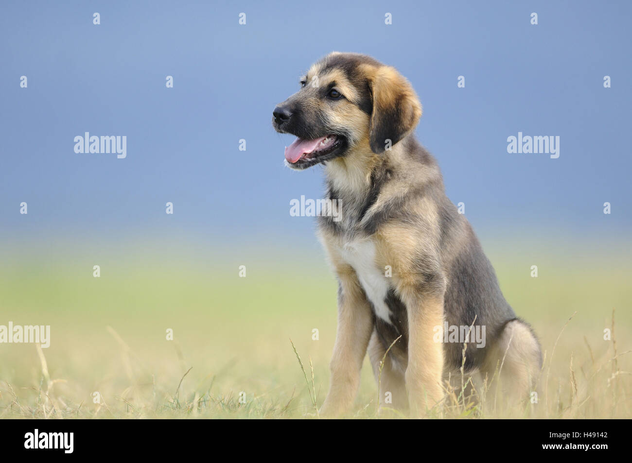 Jungs Dog Stockfotos und -bilder Kaufen - Alamy
