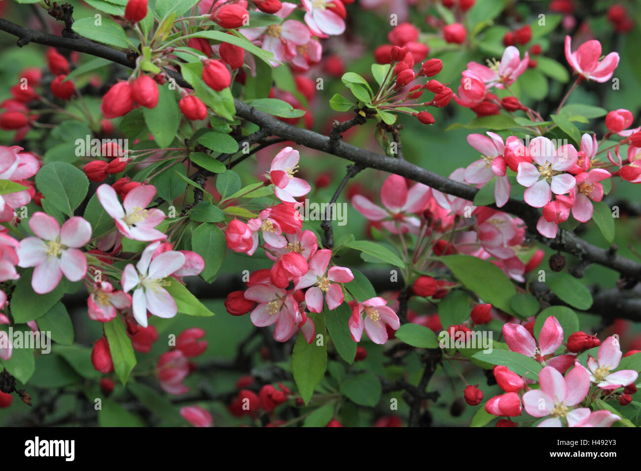 Wilder Apfelbaum, Blüte Stockfotografie - Alamy